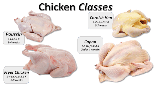 About Poultry - Farm-to-Table — The Culinary Pro