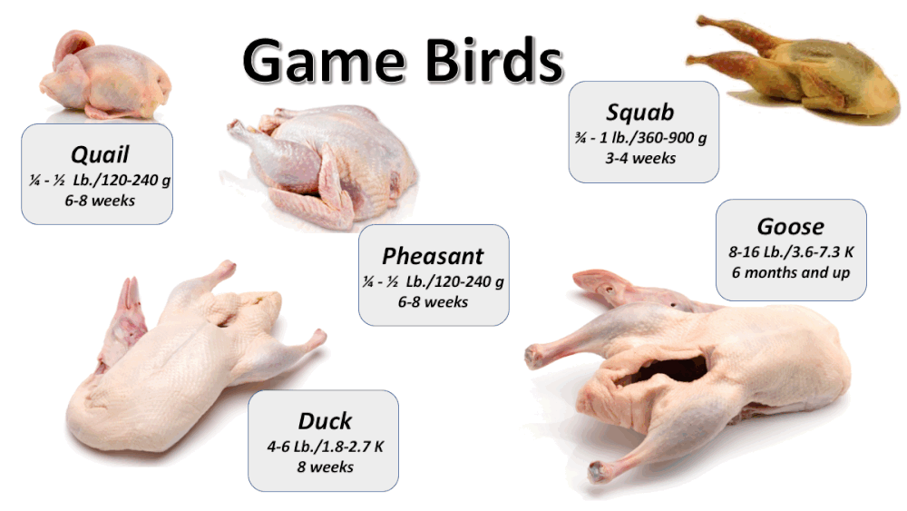 About Poultry - Farm-to-Table — The Culinary Pro