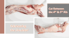 Lamb Carcass Fabrication — The Culinary Pro