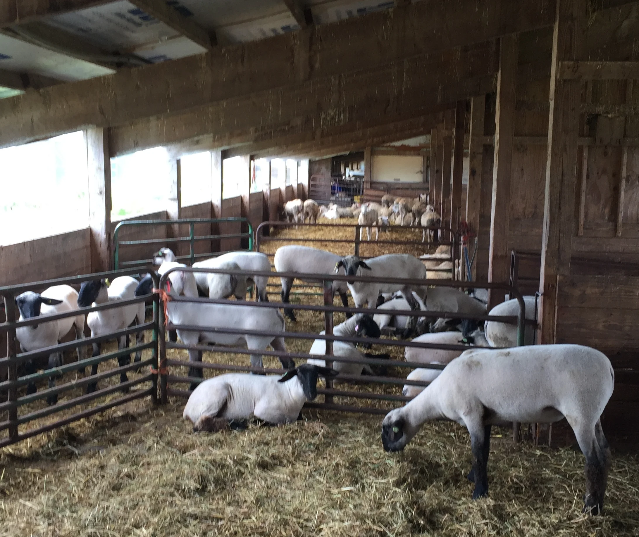 Don't Be Sheepish About Lamb — The Culinary Pro