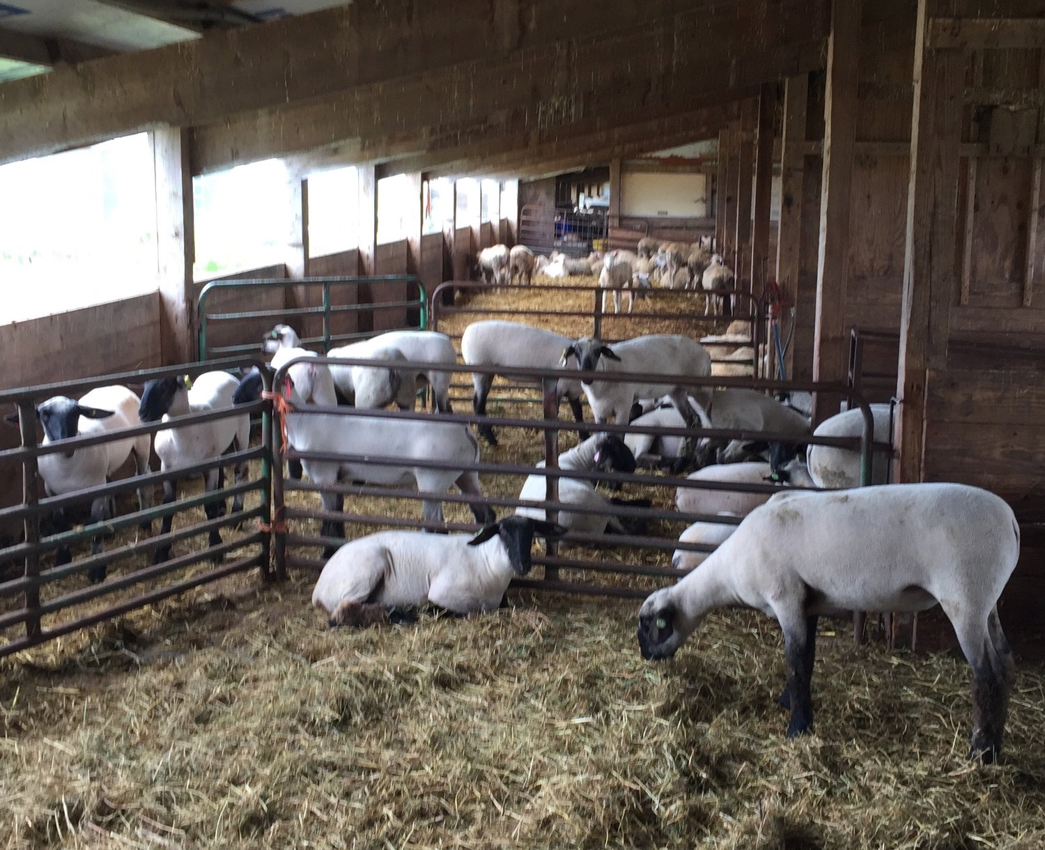 Lamb Carcass Fabrication — The Culinary Pro