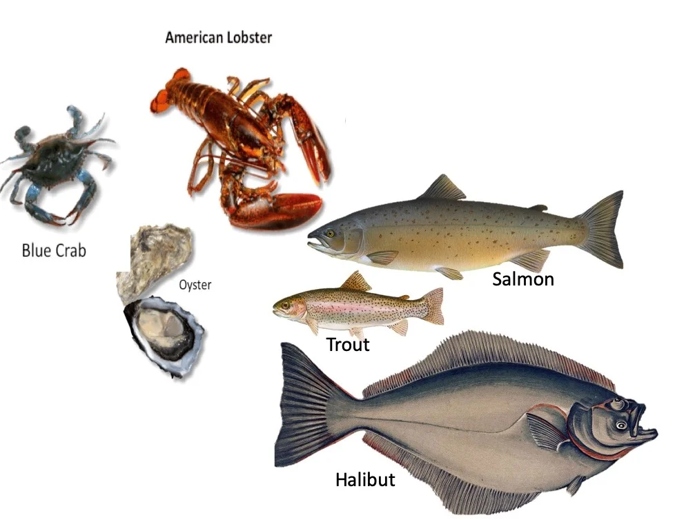 Meat, Poultry & Seafood — The Culinary Pro