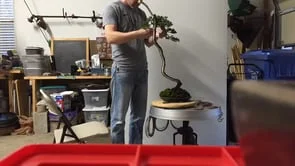 Bonsai Movement Video — Bonsai Movement