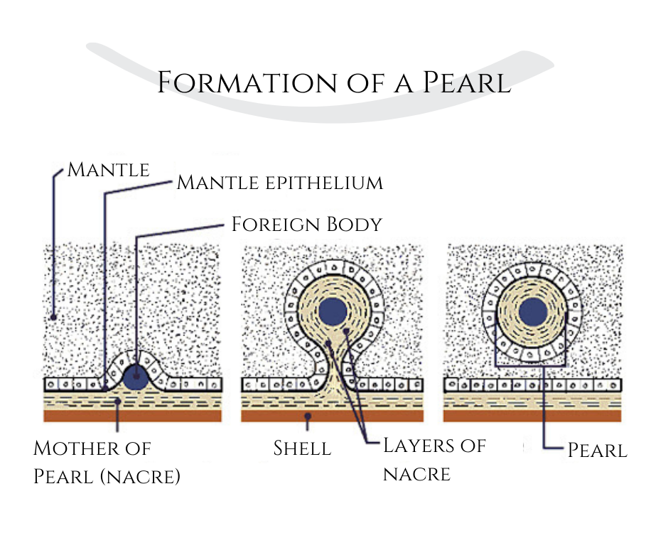 Curious About Pearl Cultivation? Get the Full Story — ANDREA LI