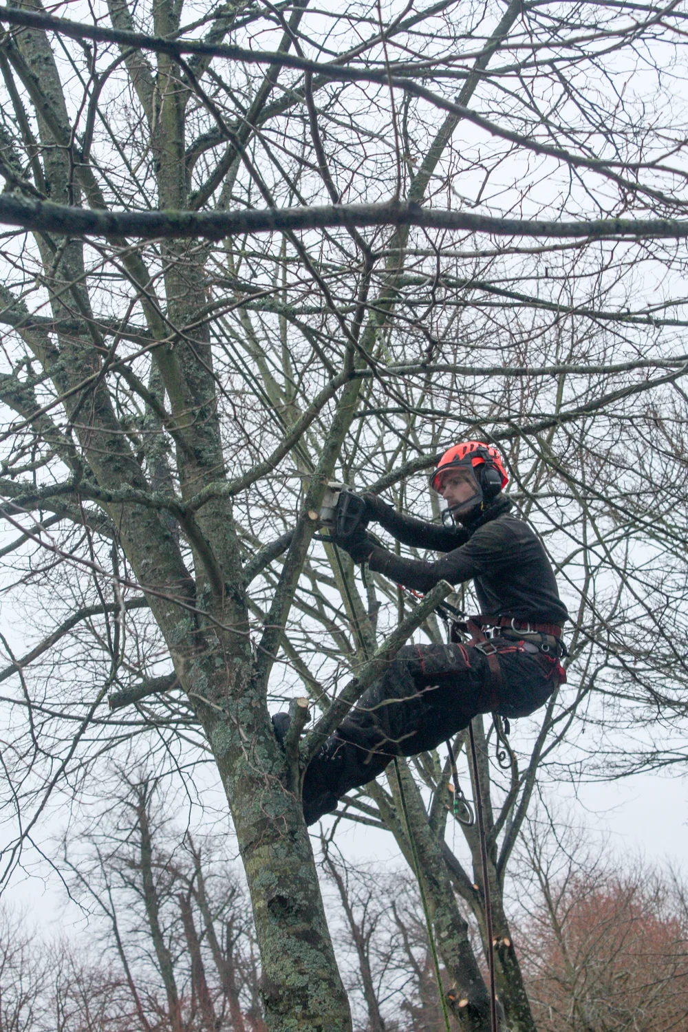 Taylors Tree Services
