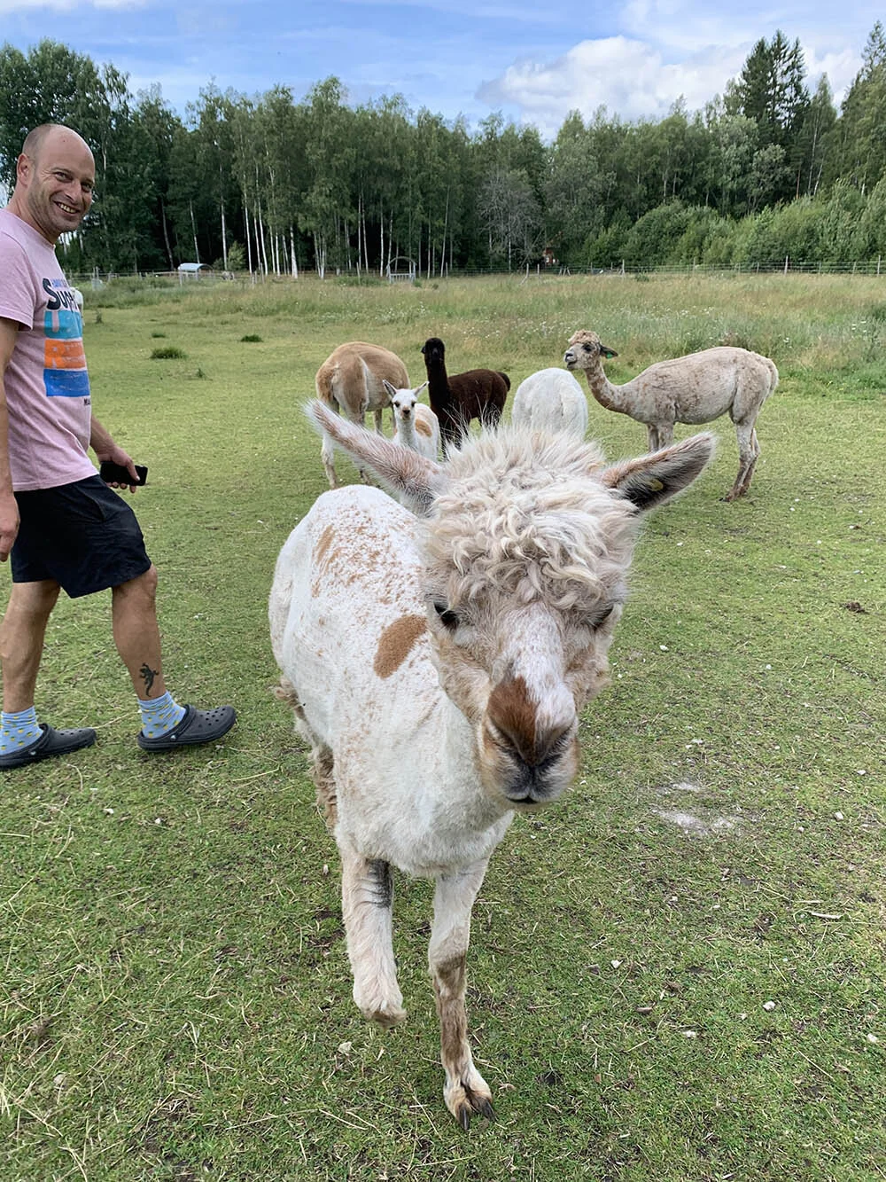 Bo på en alpacka gård - Norrängens Alpacka — Come Fly with Me - en ...