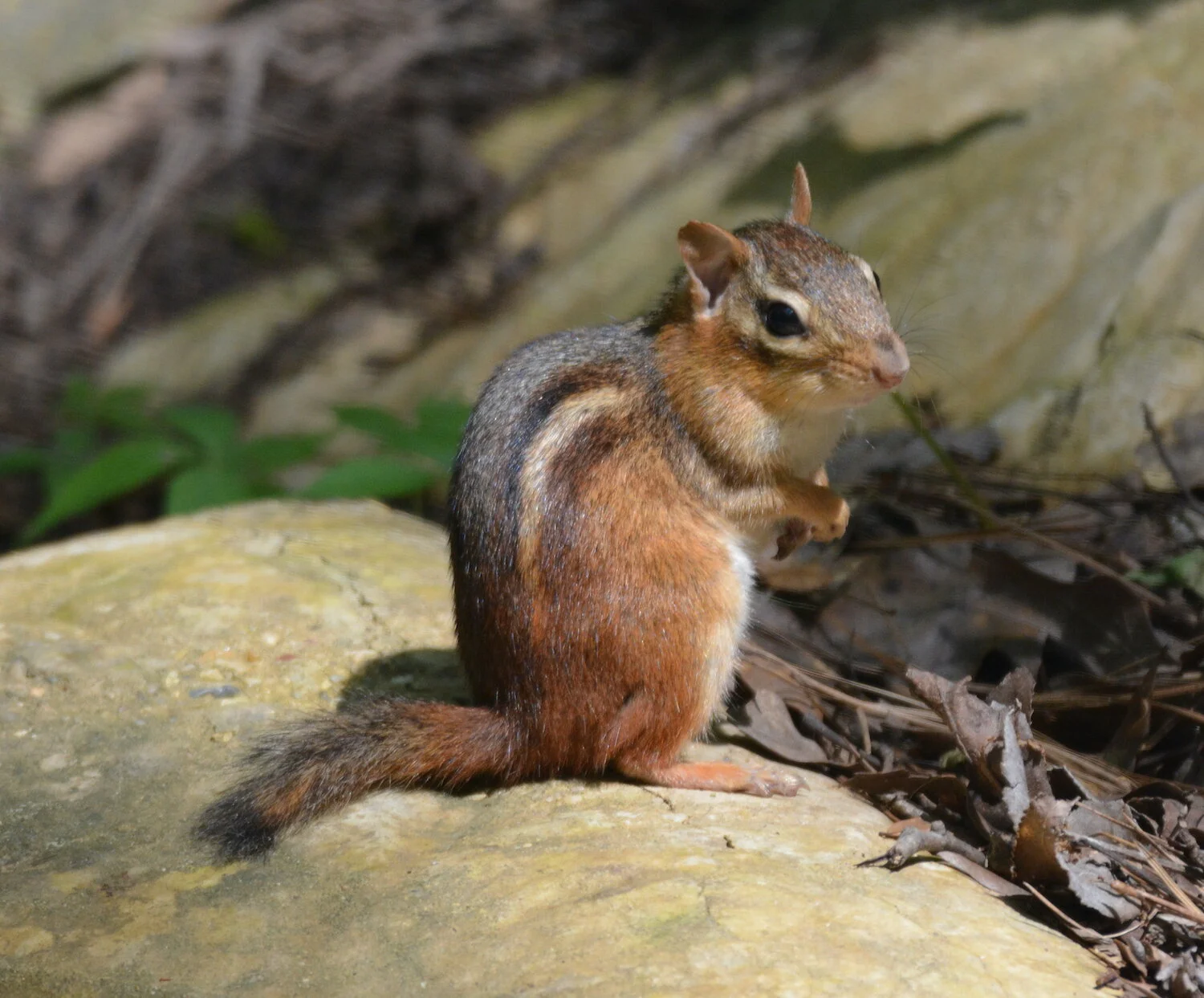 City Nature Challenge: BR Region