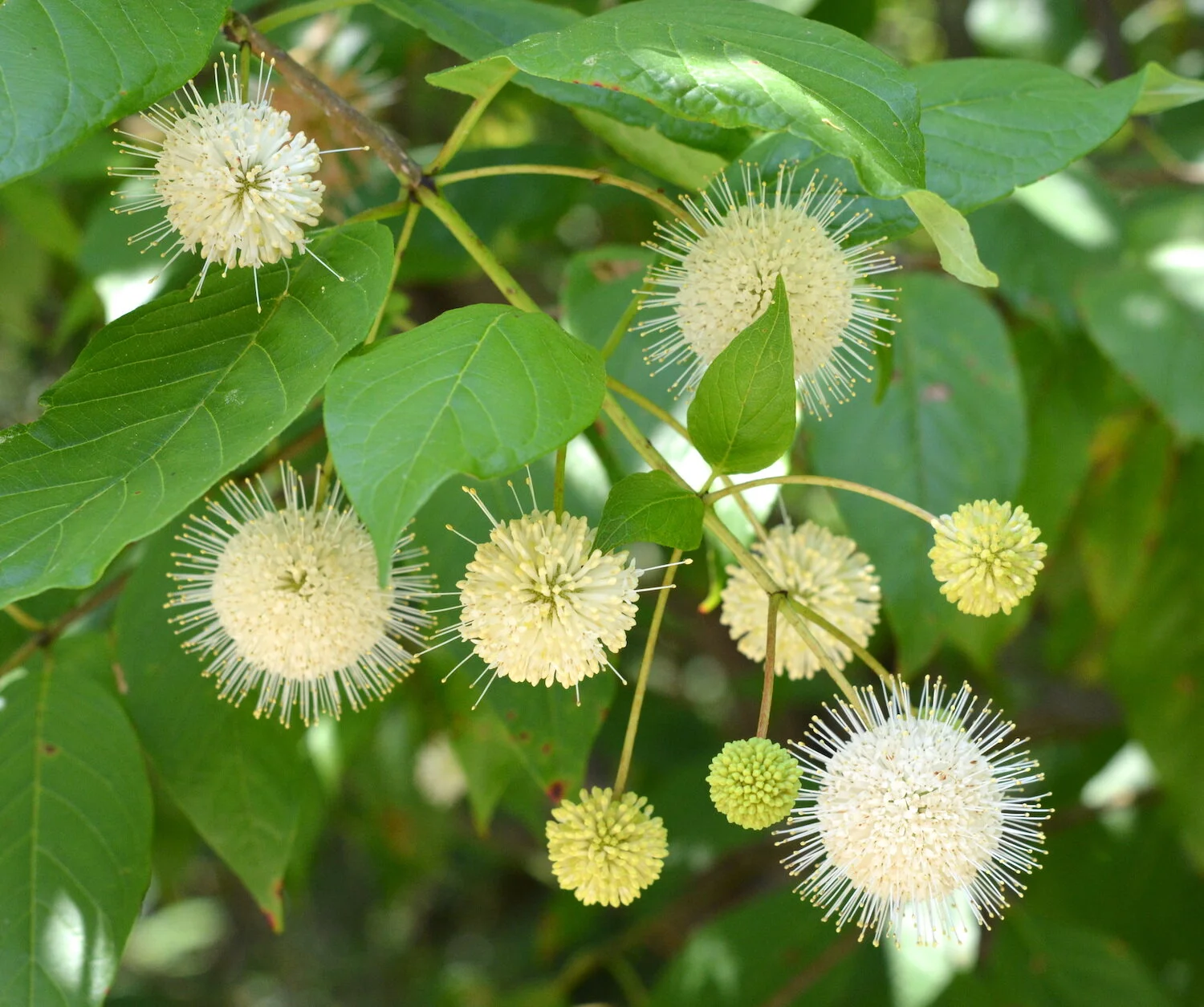 City Nature Challenge: BR Region