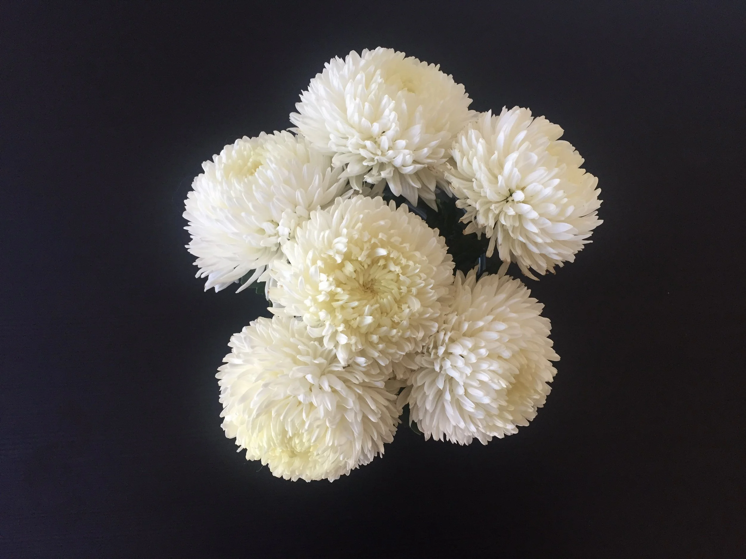 Mini’s Science Corner: Exciting Flower & Food Dye Experiment for Kids ...