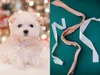 How To Photograph Your New Christmas Puppy