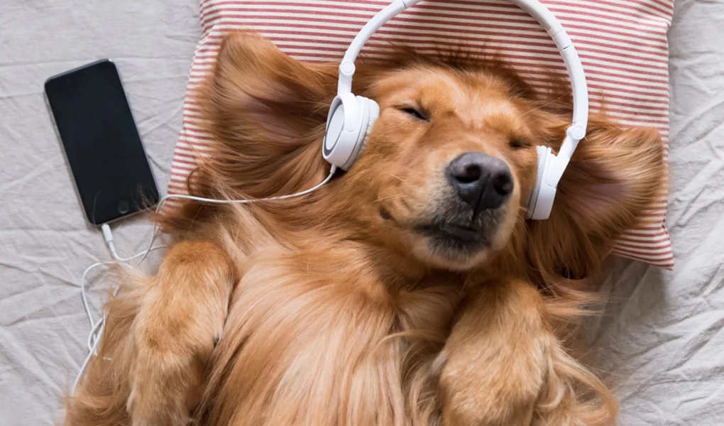 21 de Julio: 🐕 Día Mundial del Perro — Animal Rest