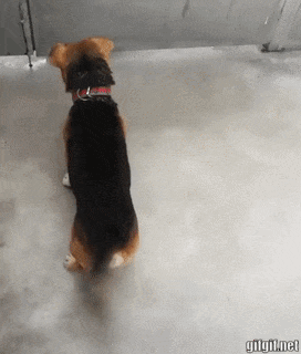 Así se comunican los perritos ¡Tú también puedes entenderlos! — Animal Rest