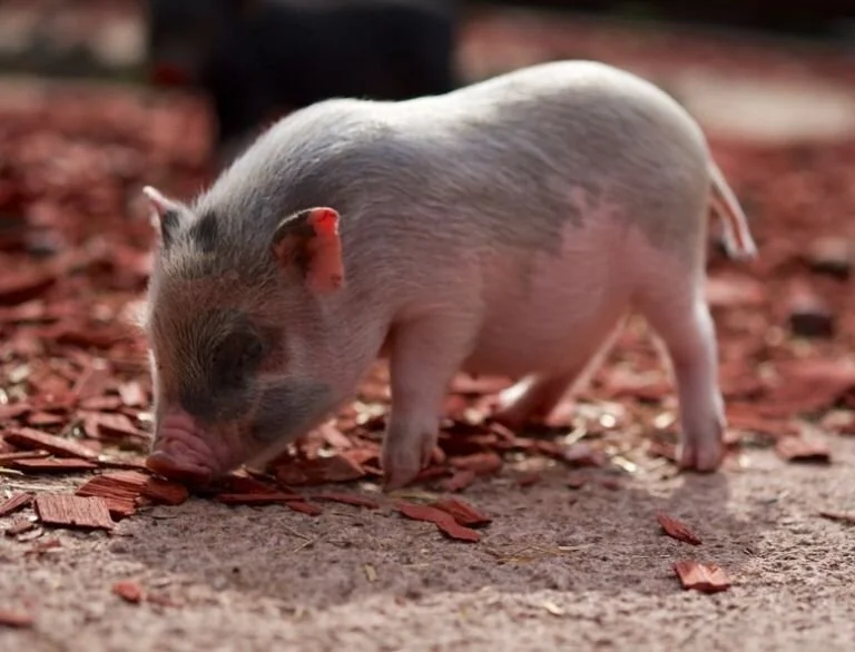 A que no sabías... Mitos y realidades sobre los mini pigs — Animal Rest