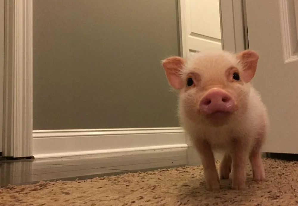 A que no sabías... Mitos y realidades sobre los mini pigs — Animal Rest