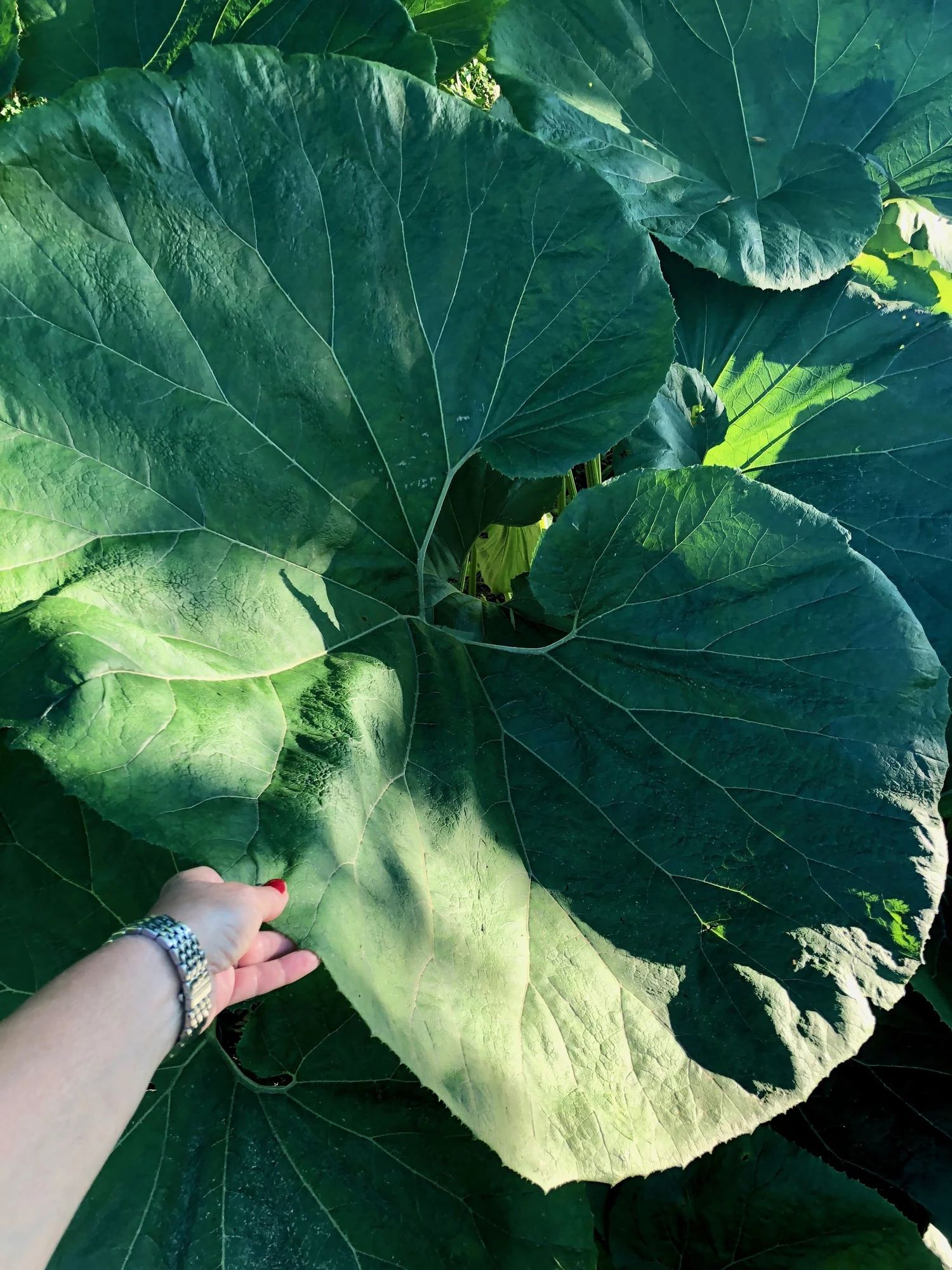 Giant Japanese Butterbur, a prehistoric looking plant in our yard ...