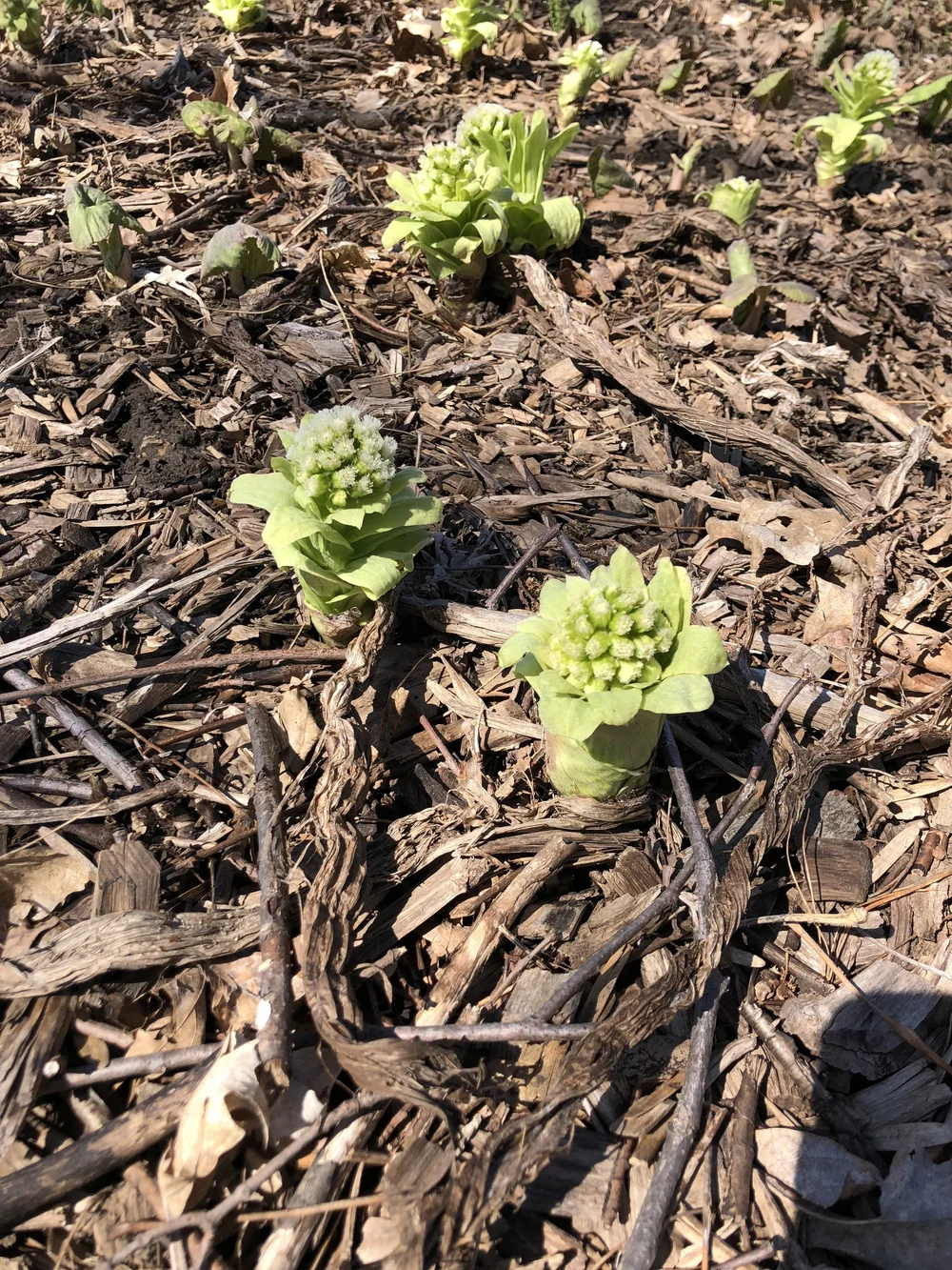 Giant Japanese Butterbur, a prehistoric looking plant in our yard ...