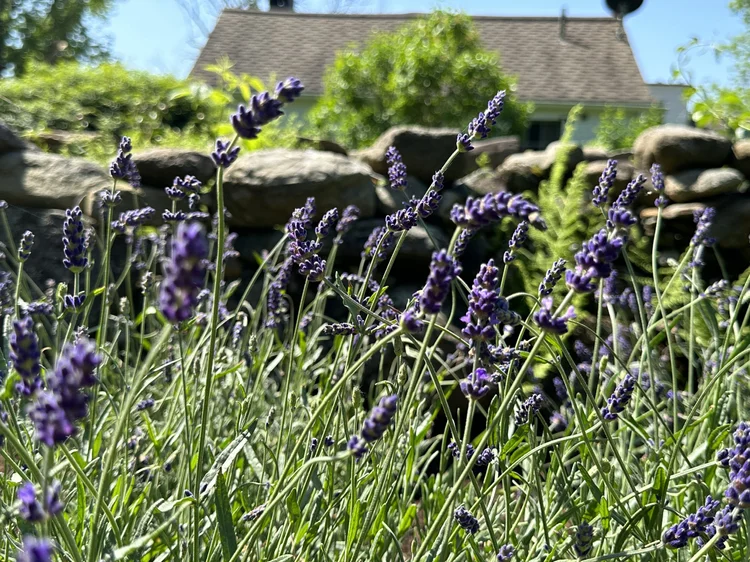 How to made lavender wands for the first time - LINDA SMITH DAVIS - NEFL
