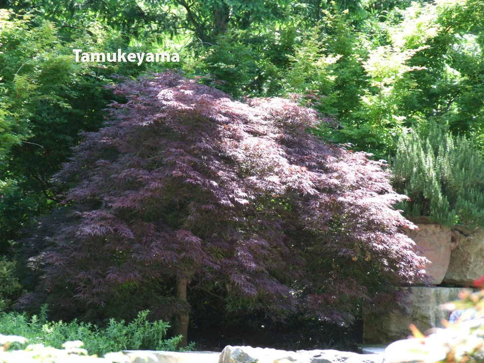 How to Water — Metro Maples