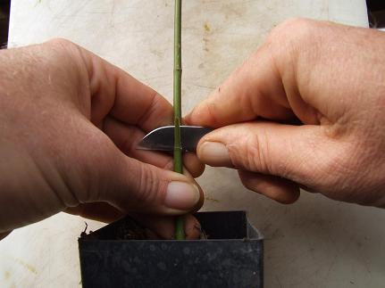 The Art of Grafting — Metro Maples