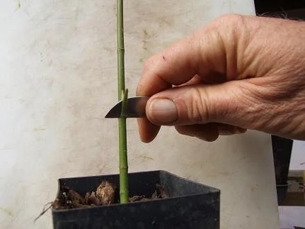 The Art of Grafting — Metro Maples