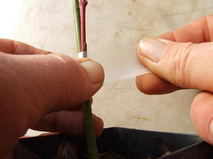 The Art of Grafting — Metro Maples