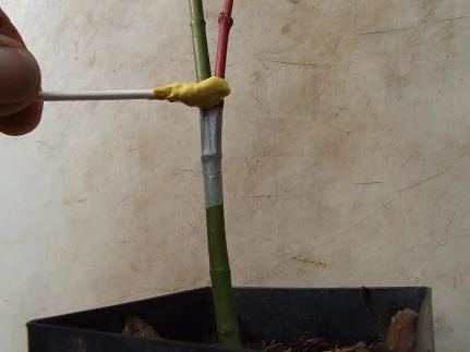 The Art of Grafting — Metro Maples