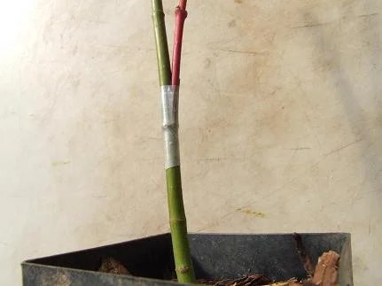 The Art of Grafting — Metro Maples