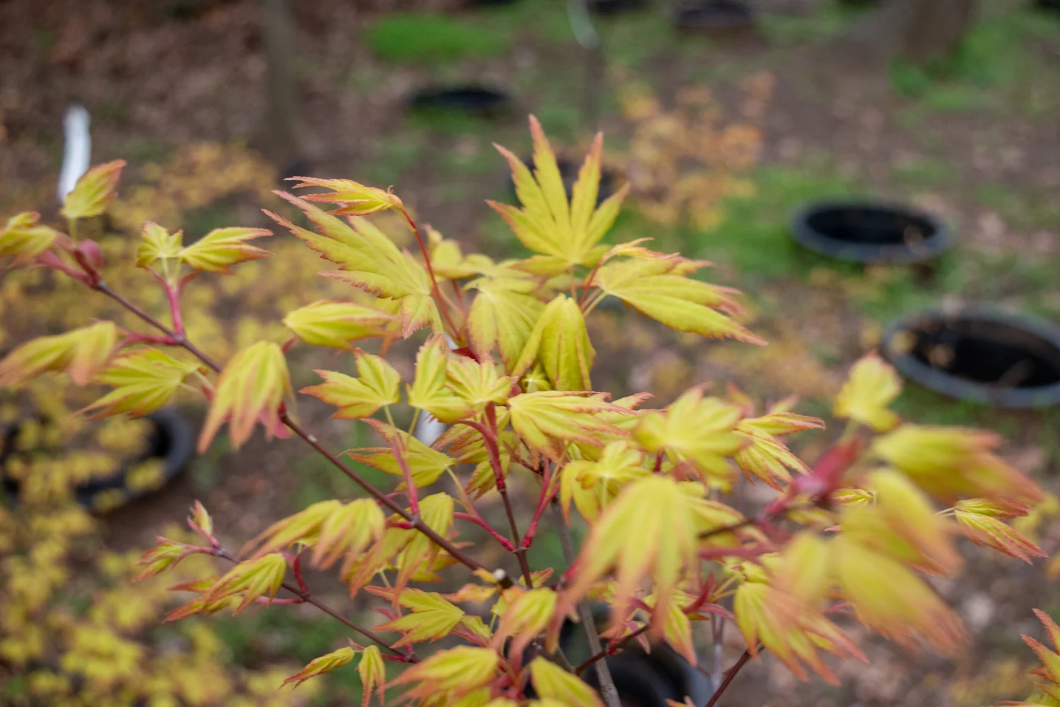 Orange Dream — Metro Maples