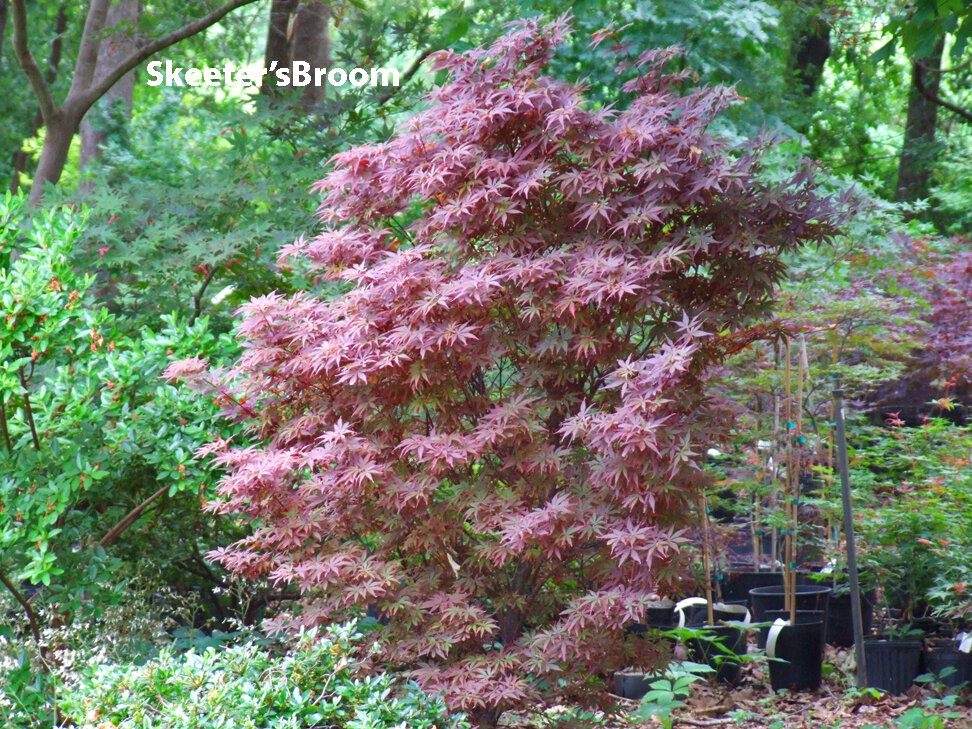 Skeeter's Broom — Metro Maples