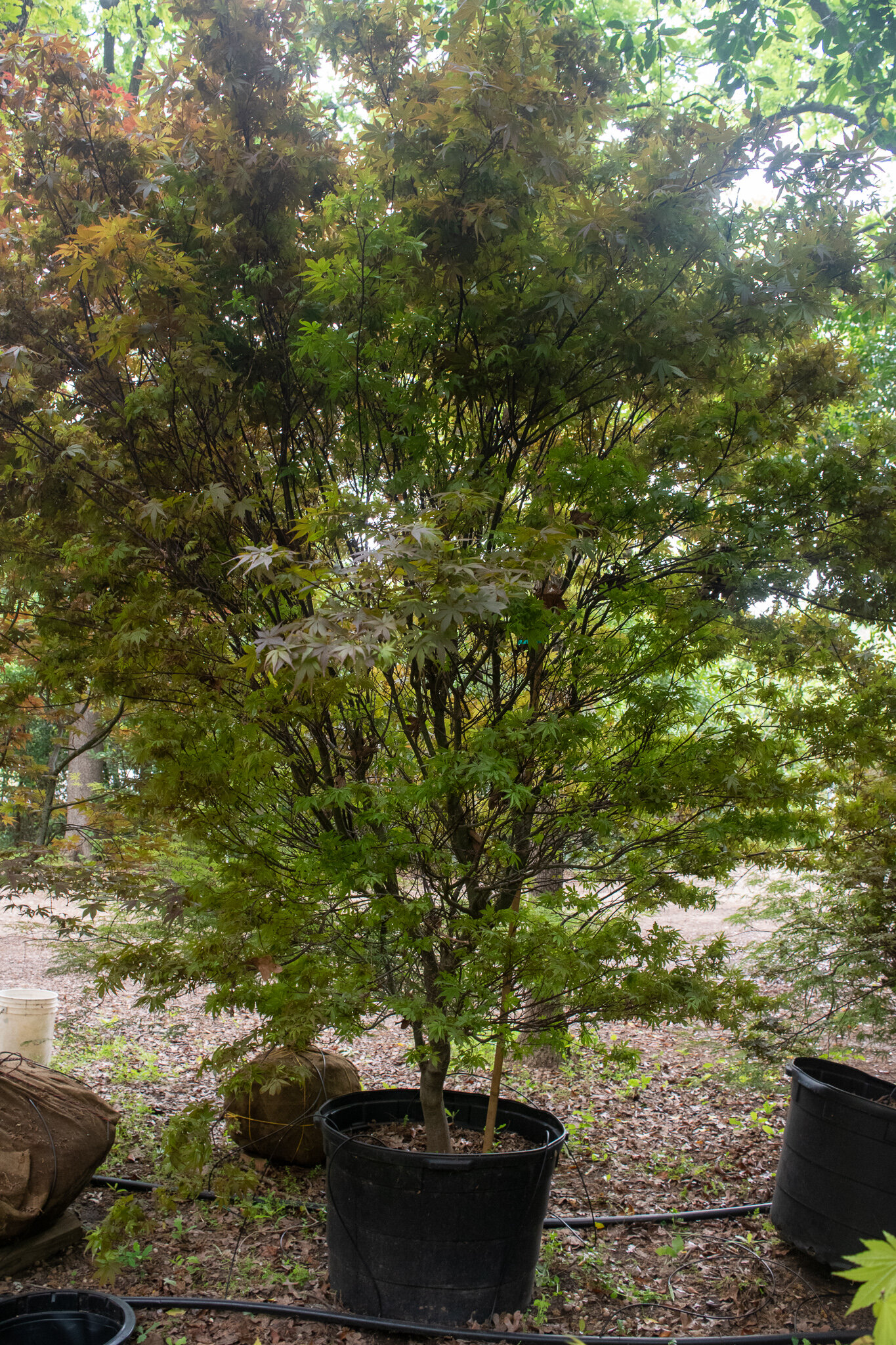 Skeeter's Broom — Metro Maples