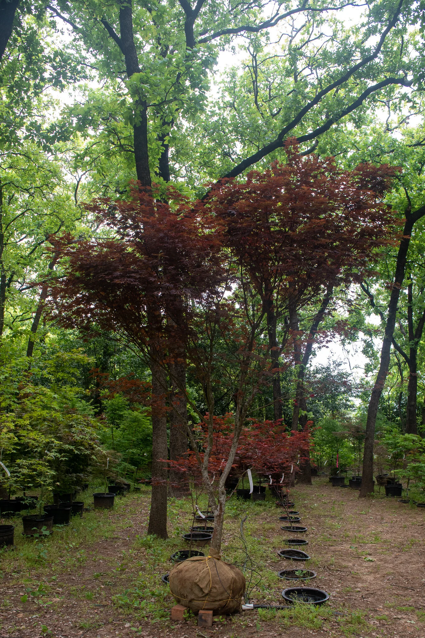 Fireglow — Metro Maples