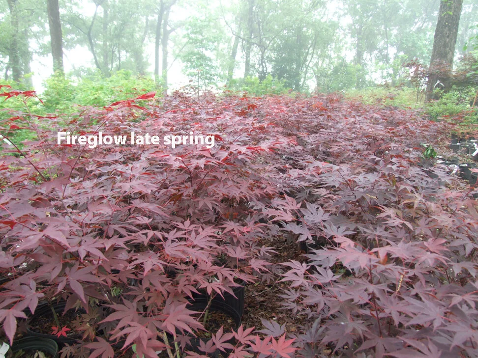 Fireglow — Metro Maples