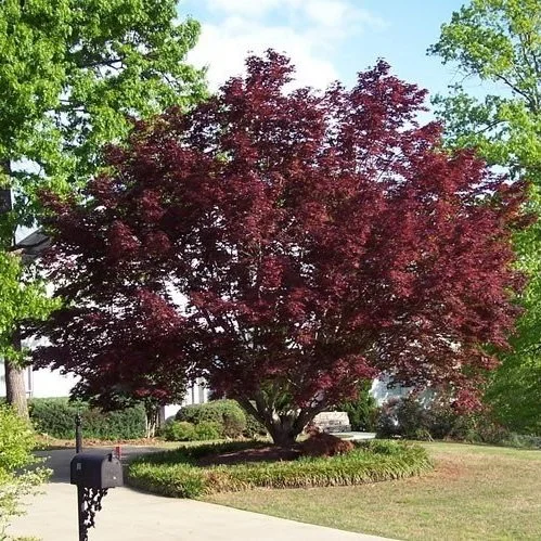 Bloodgood — Metro Maples