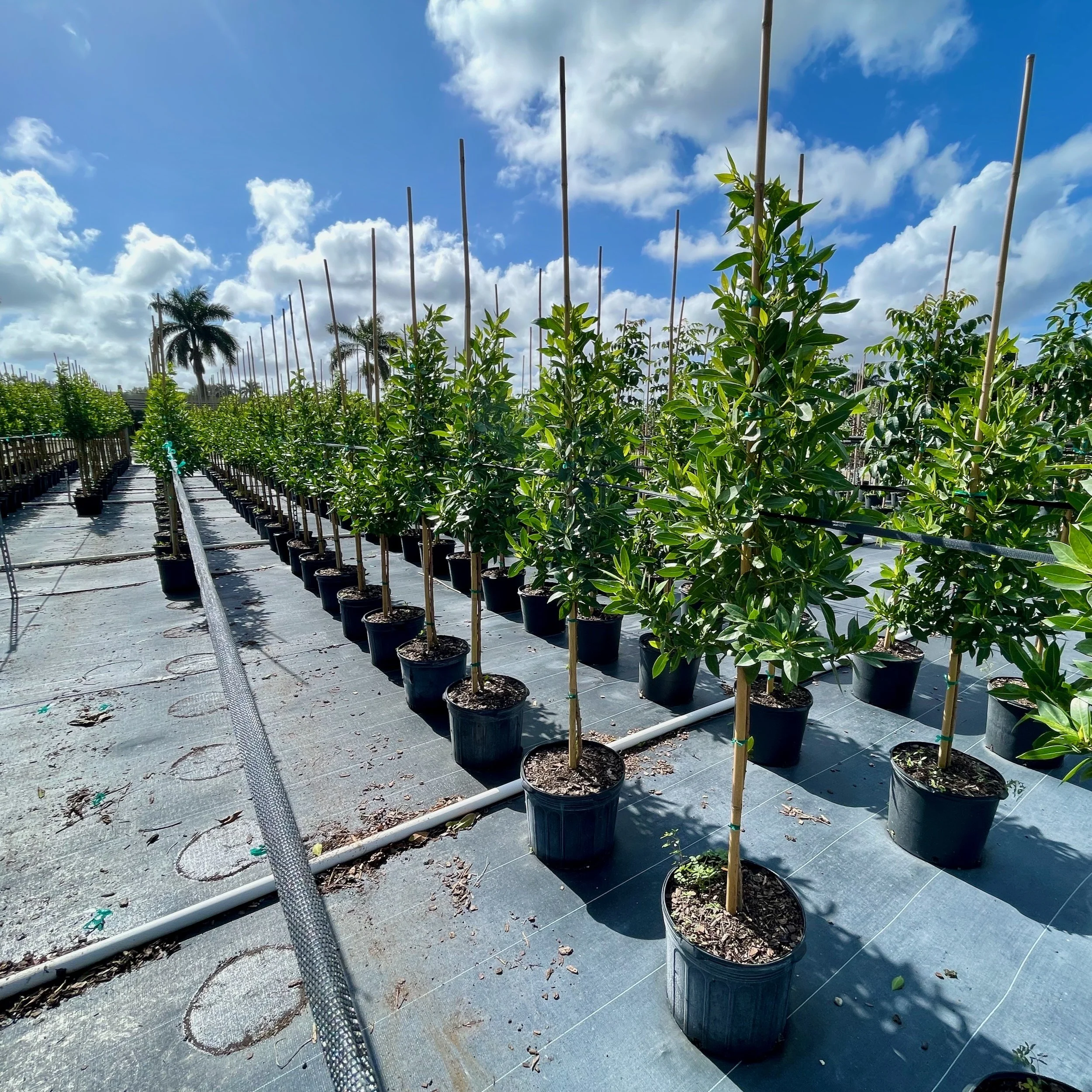 Sunny Tree Farm