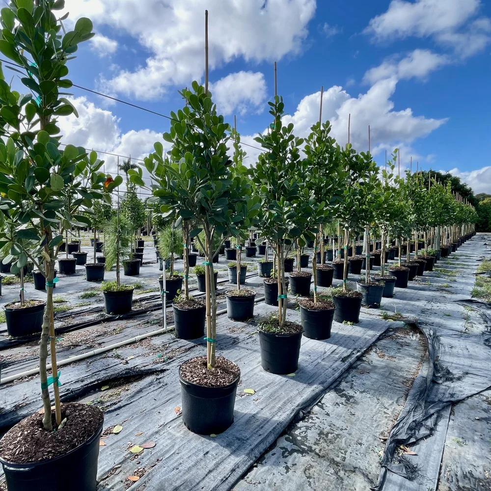 Sunny Tree Farm