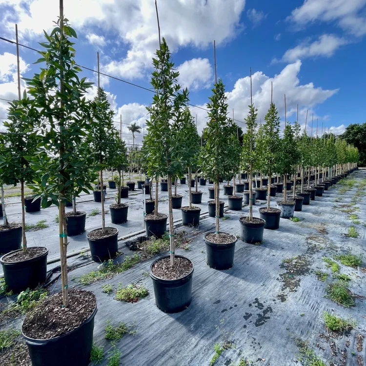 Sunny Tree Farm