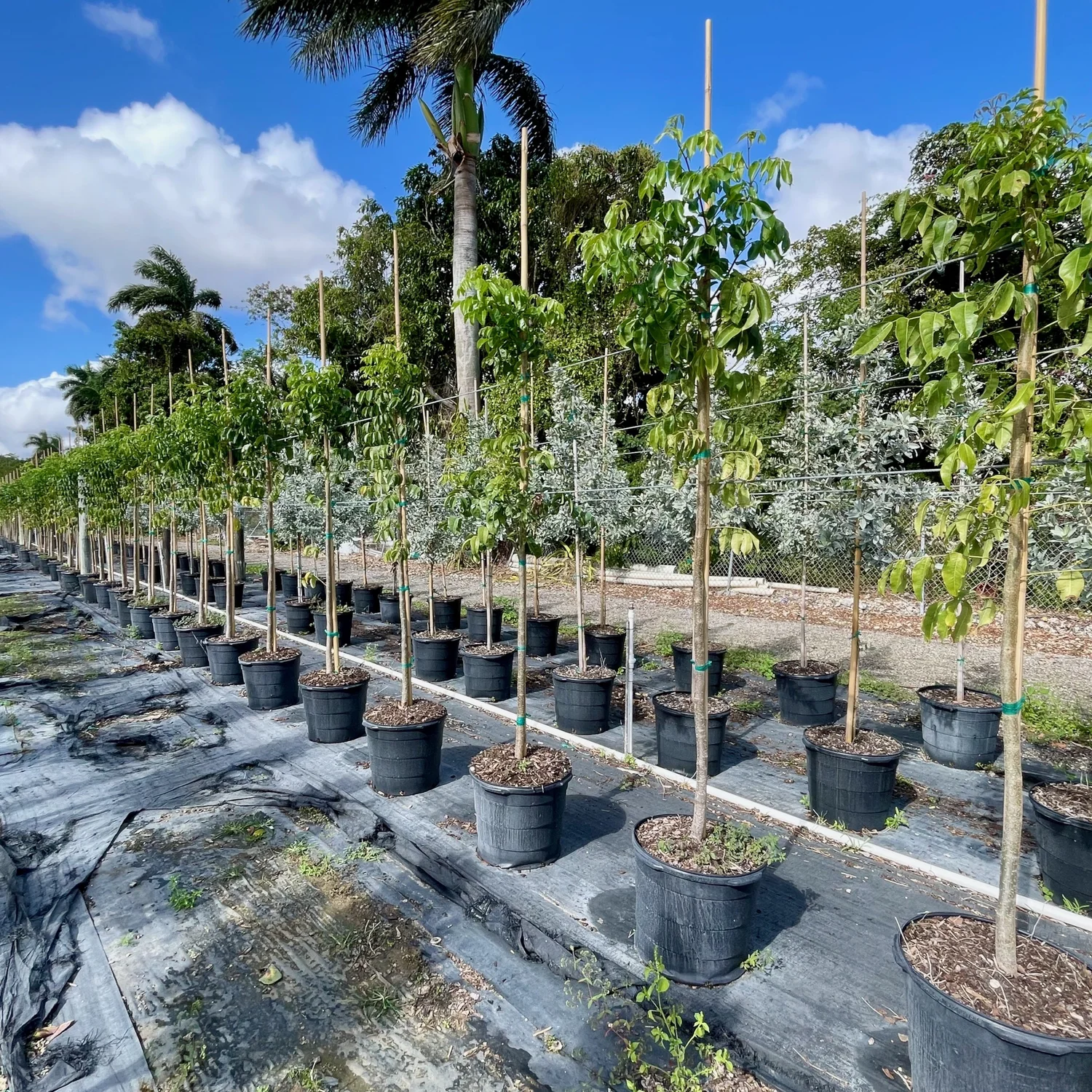 Sunny Tree Farm