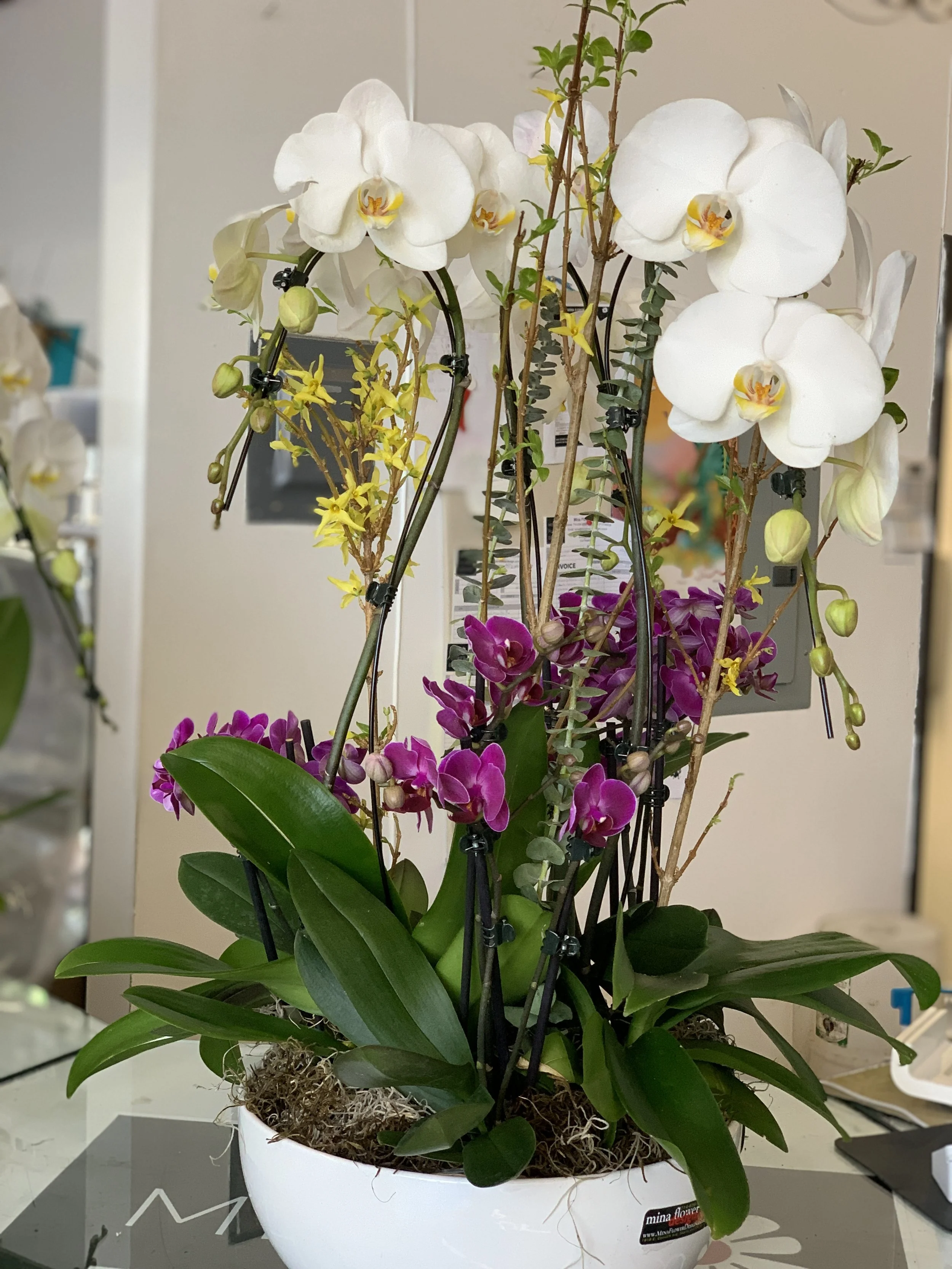 Orchids Photo Gallery — Wholesale Flowers, Floral Design, Orchids- Mina ...