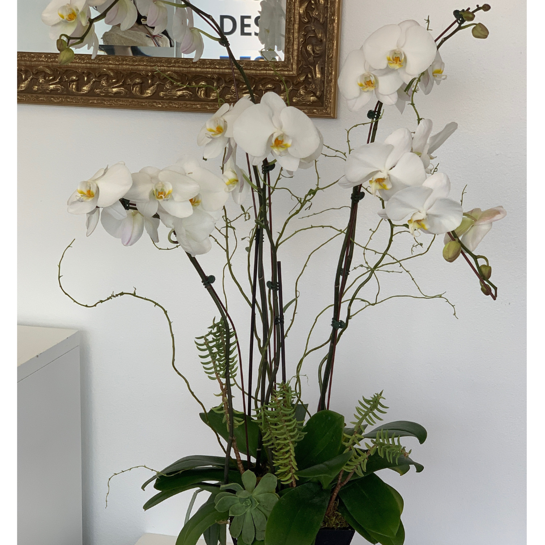 Shop Flowers/ Gifts — Wholesale Flowers, Floral Design, Orchids- Mina ...