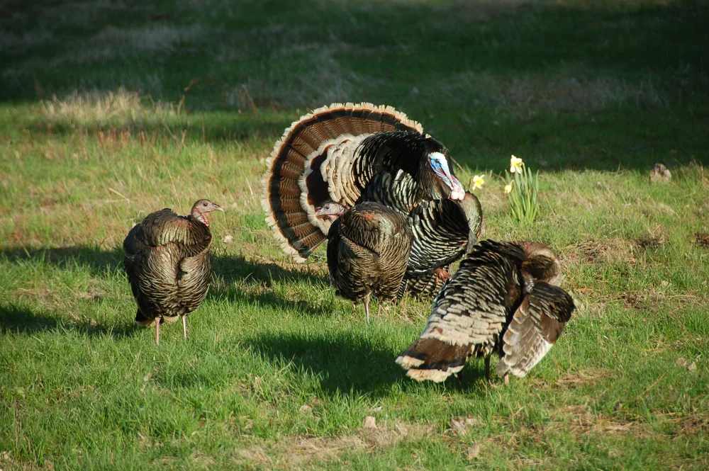Learn to Hunt Turkeys in Washington State — HUMAN NATURE HUNTING