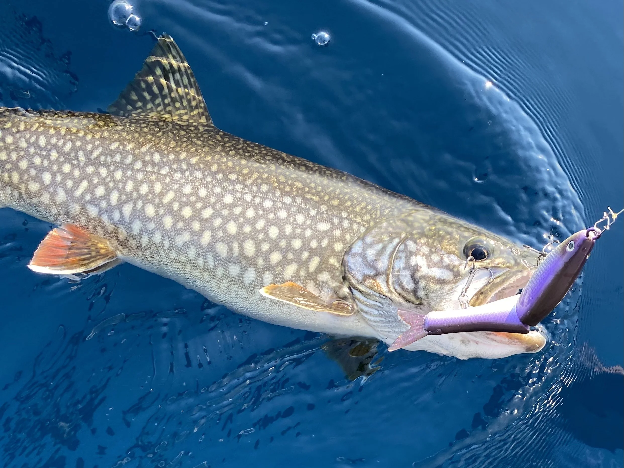 Lake Tahoe Fishing Report — Guided Lake Tahoe & Pyramid Lake Fishing