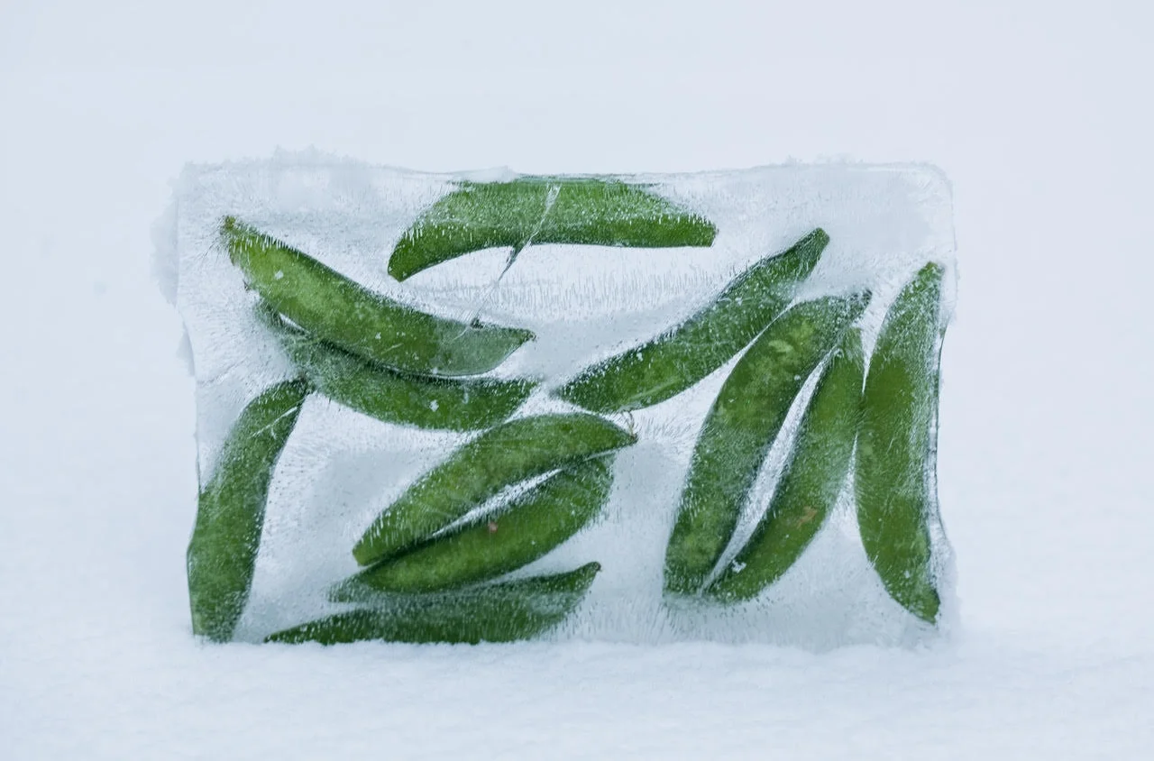 Frozen Farming — Morsel NEW YORK