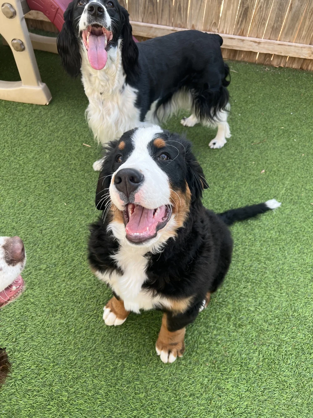 Services — Bark of the Town OKC