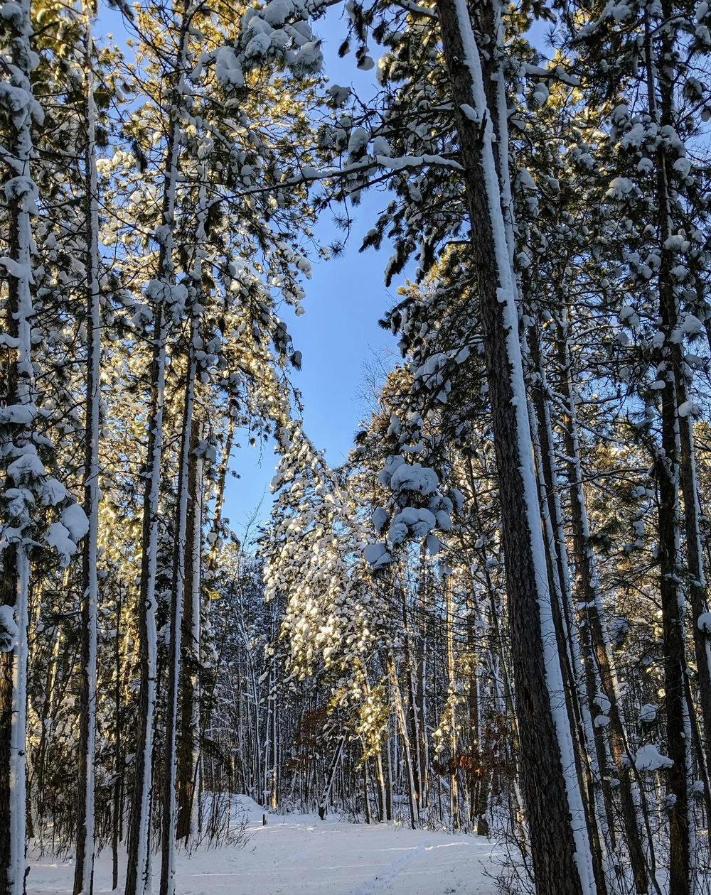 Secret Tree Society — Playable Artworks