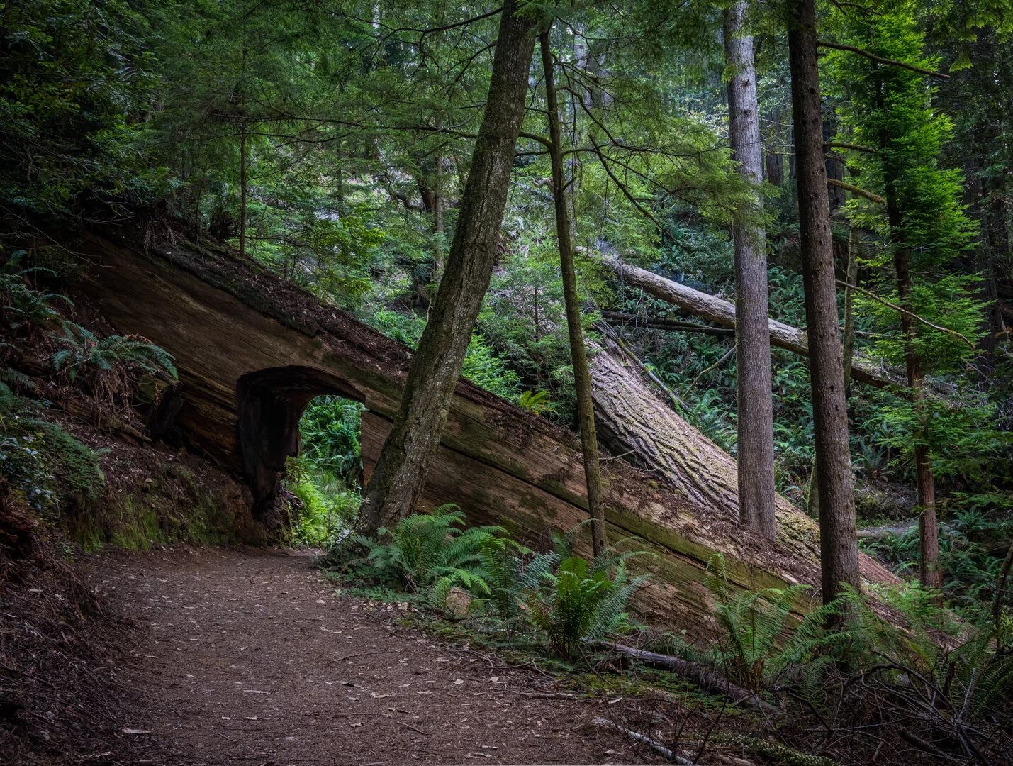 Tall Trees Grove — Drive. Hike. Repeat.