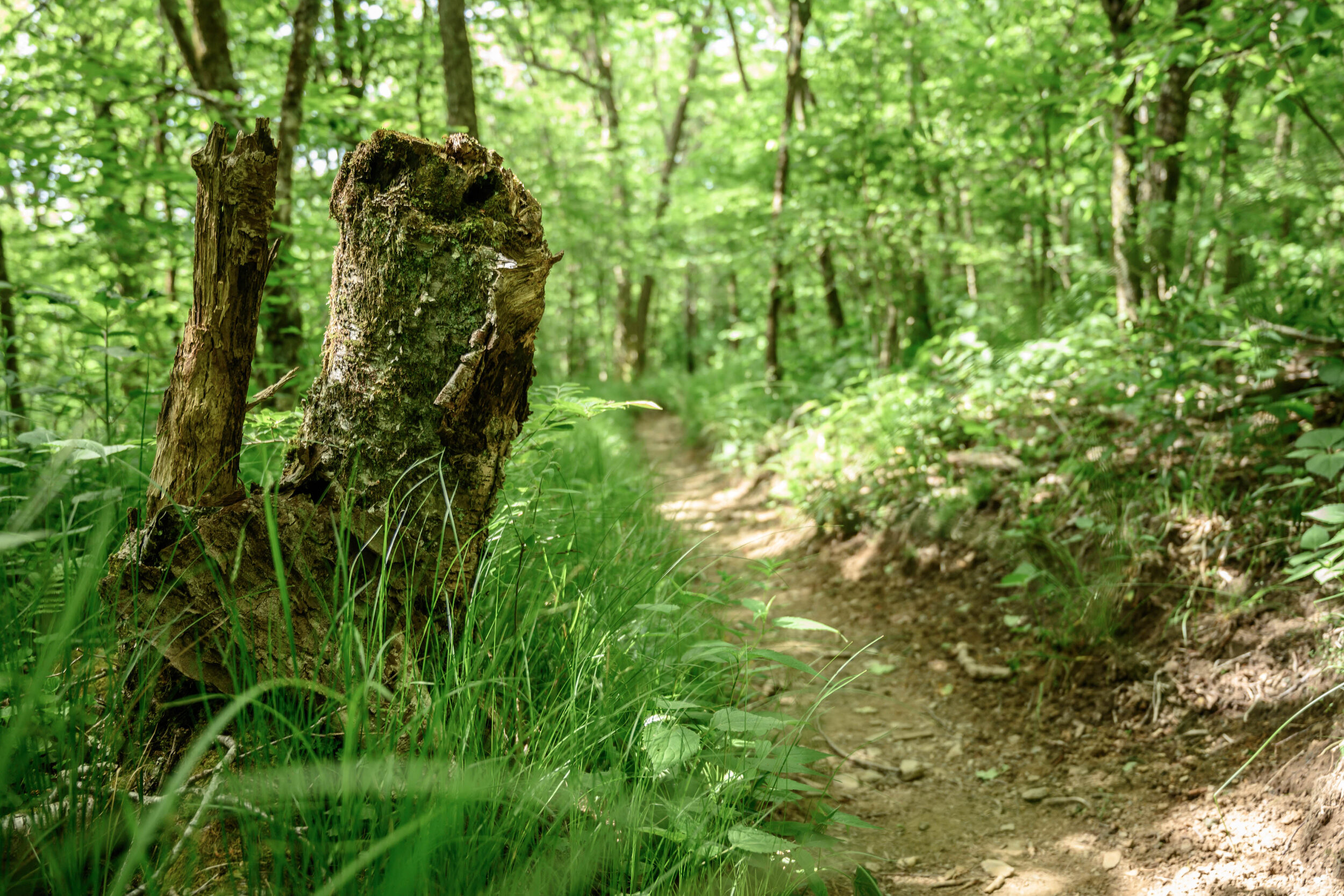 Spence Field — Drive. Hike. Repeat.