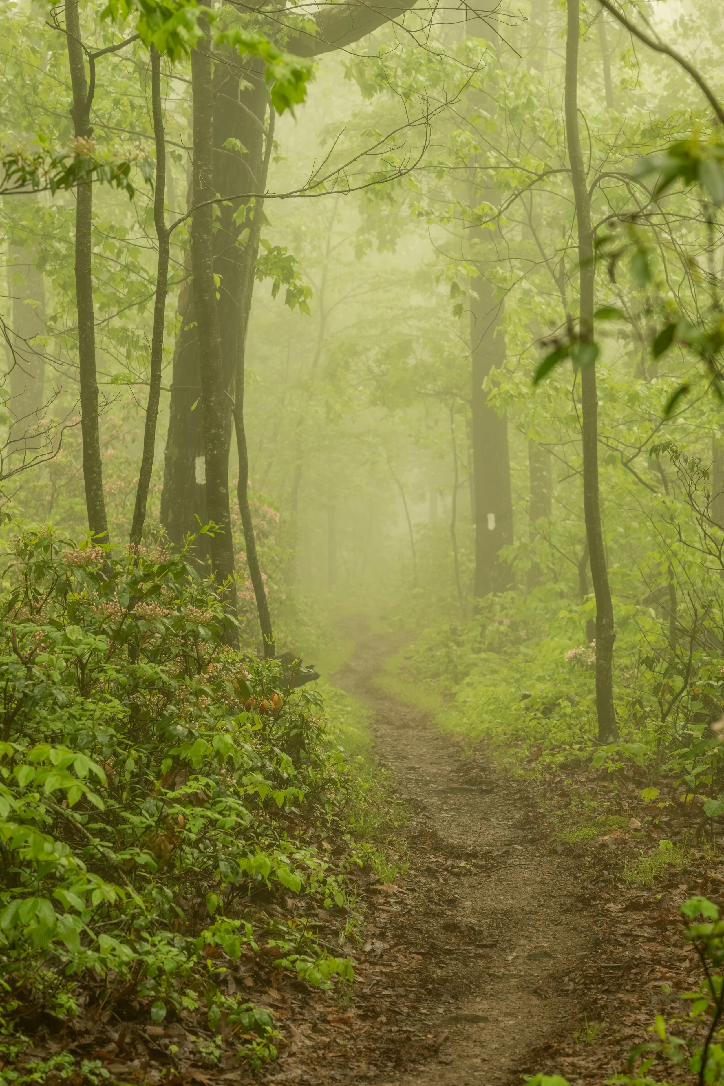 Three Short Hikes Near Loft Mountain Campground — Drive. Hike. Repeat.