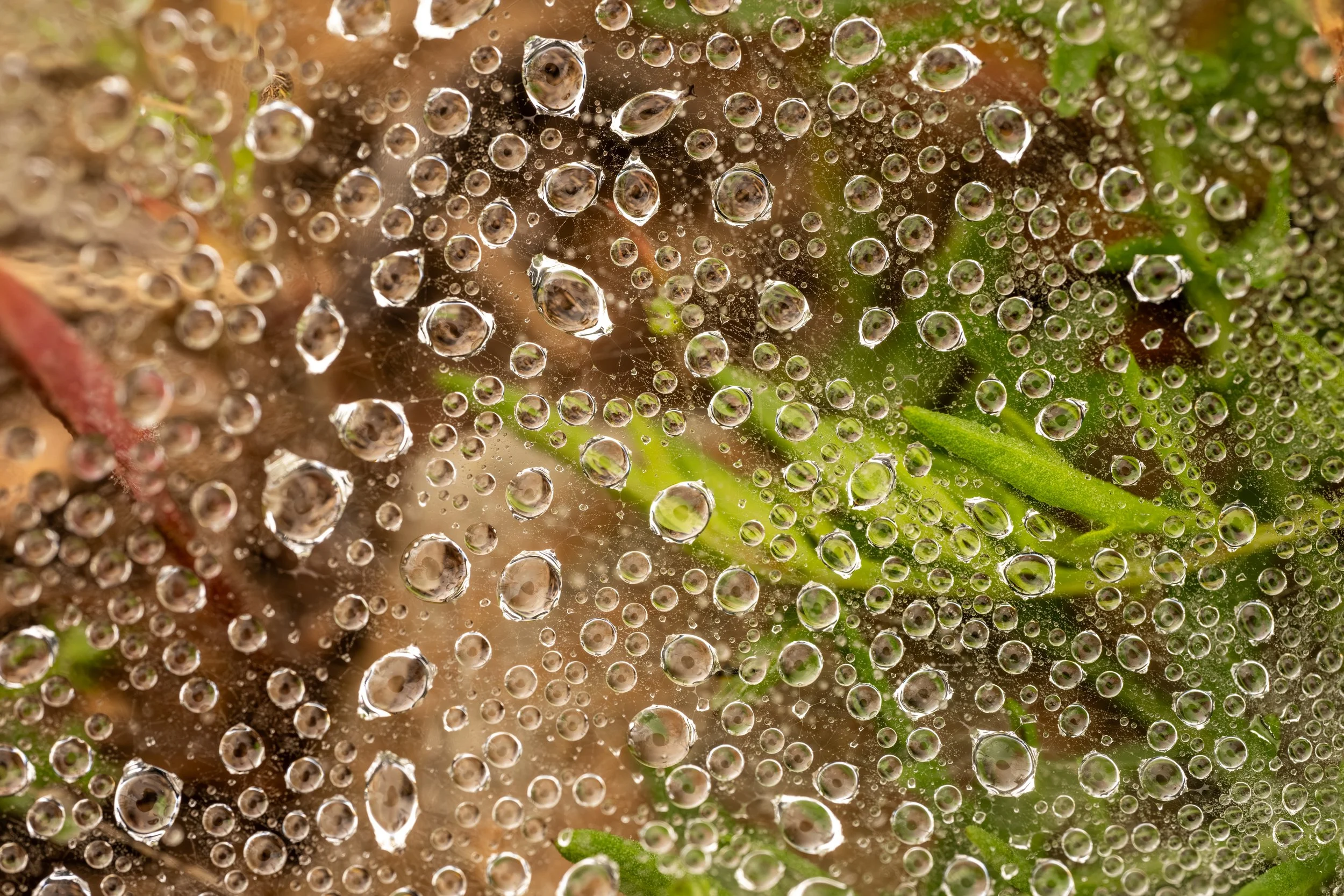 Three Short Hikes Near Loft Mountain Campground — Drive. Hike. Repeat.