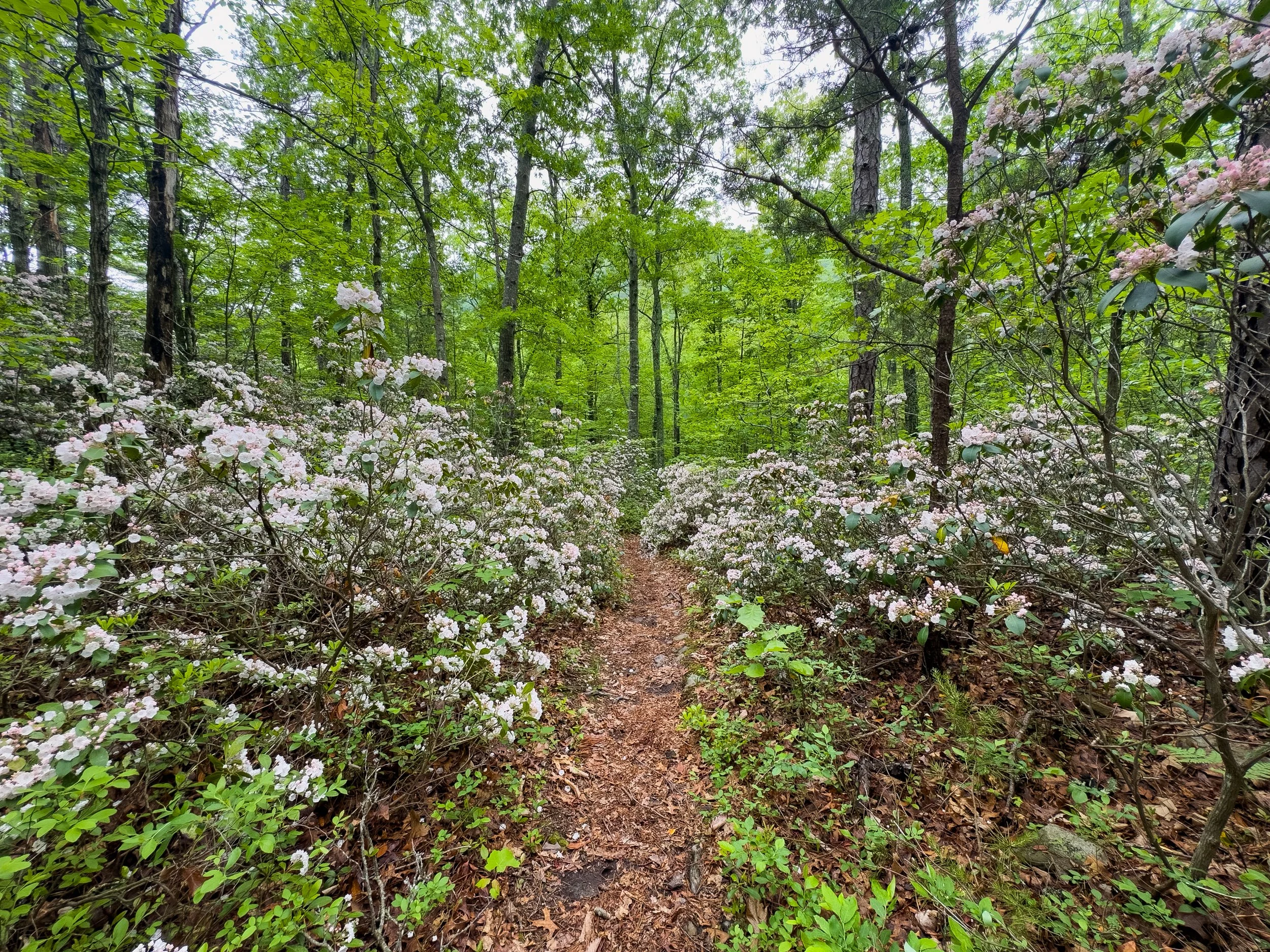 Three Short Hikes Near Loft Mountain Campground — Drive. Hike. Repeat.