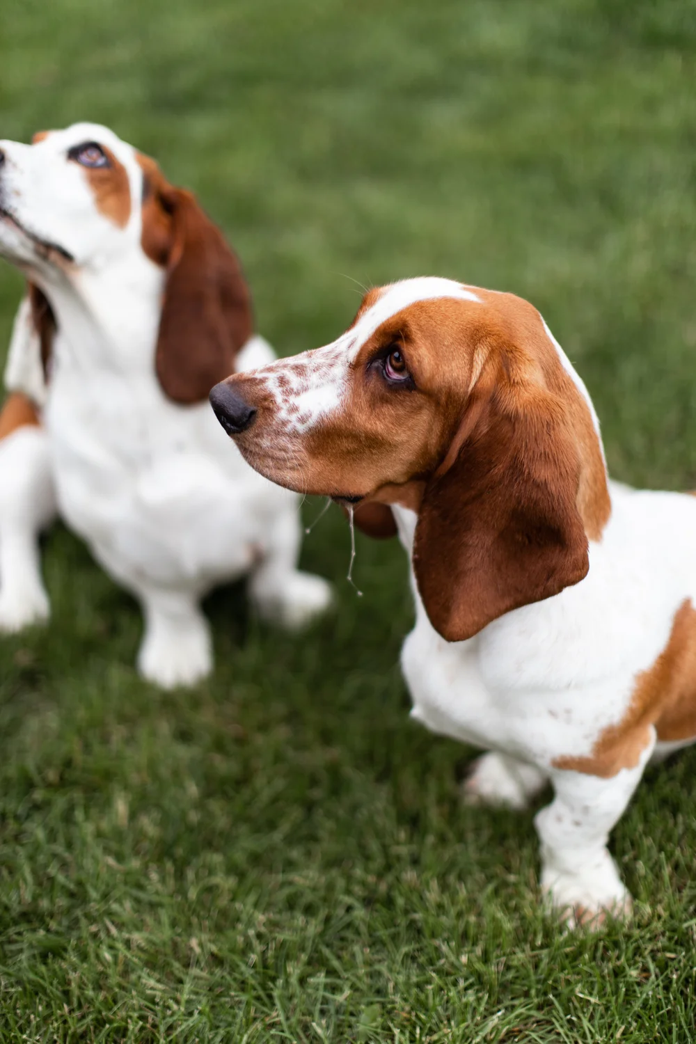 Why Do Basset Hounds Drool So Much